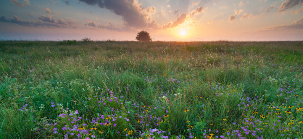 Legislator Spotlight: Senator Mary Boren, Oklahoma | National Caucus of ...