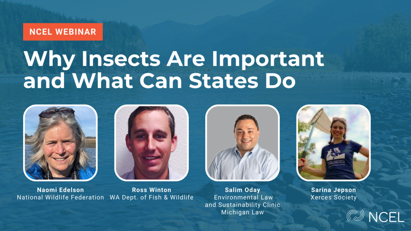 NCEL Webinar: Why Are Insects Important and What Can States Do About It ...